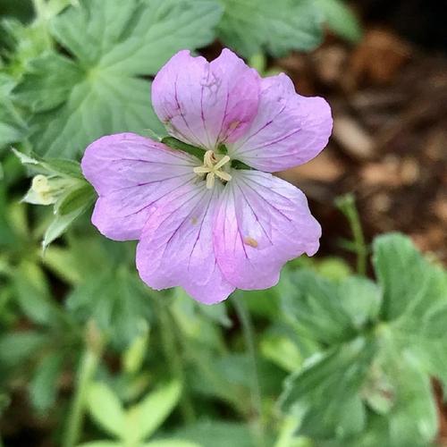 Geranium Dreamland in the Geraniums Database - Garden.org