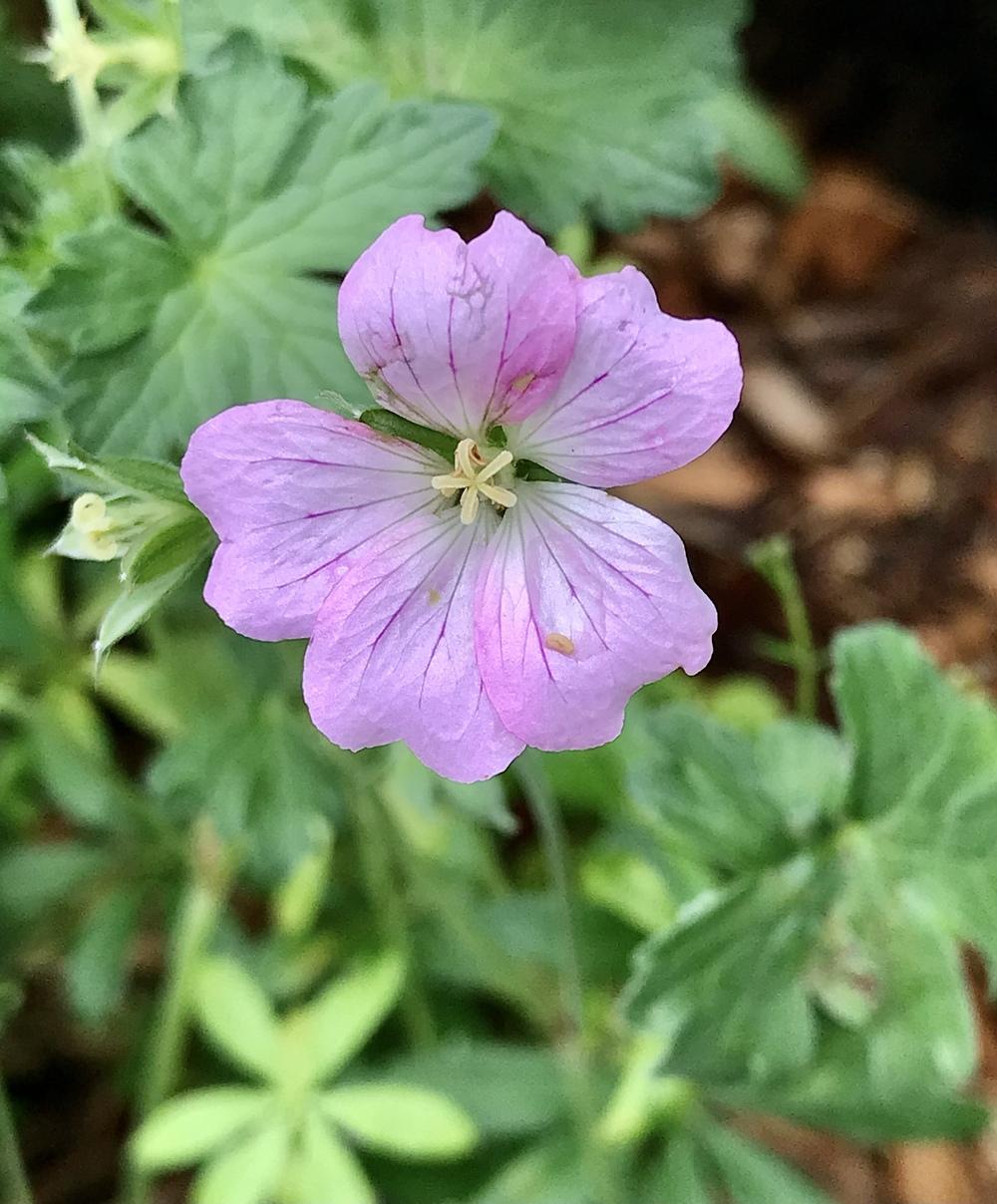 Geranium Dreamland in the Geraniums Database - Garden.org