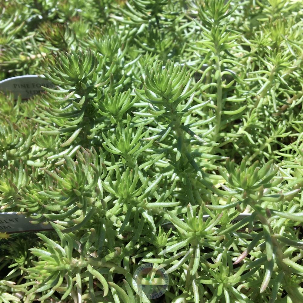 Jenny’s Stonecrop (Petrosedum rupestre subsp. rupestre Pine Forest ...