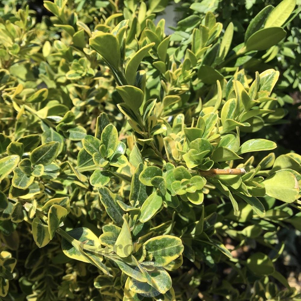 Littleleaf Boxwood (Buxus microphylla 'Golden Triumph') - Garden.org