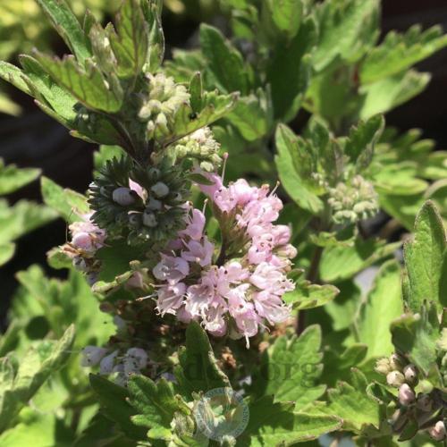 Common Bluebeard (Caryopteris incana Beyond Pink'd™) in the Bluebeards ...
