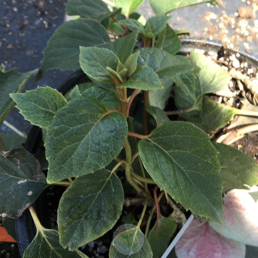 Hydrangea (Hydrangea hydrangeoides Rose Sensation™) in the Hydrangeas ...