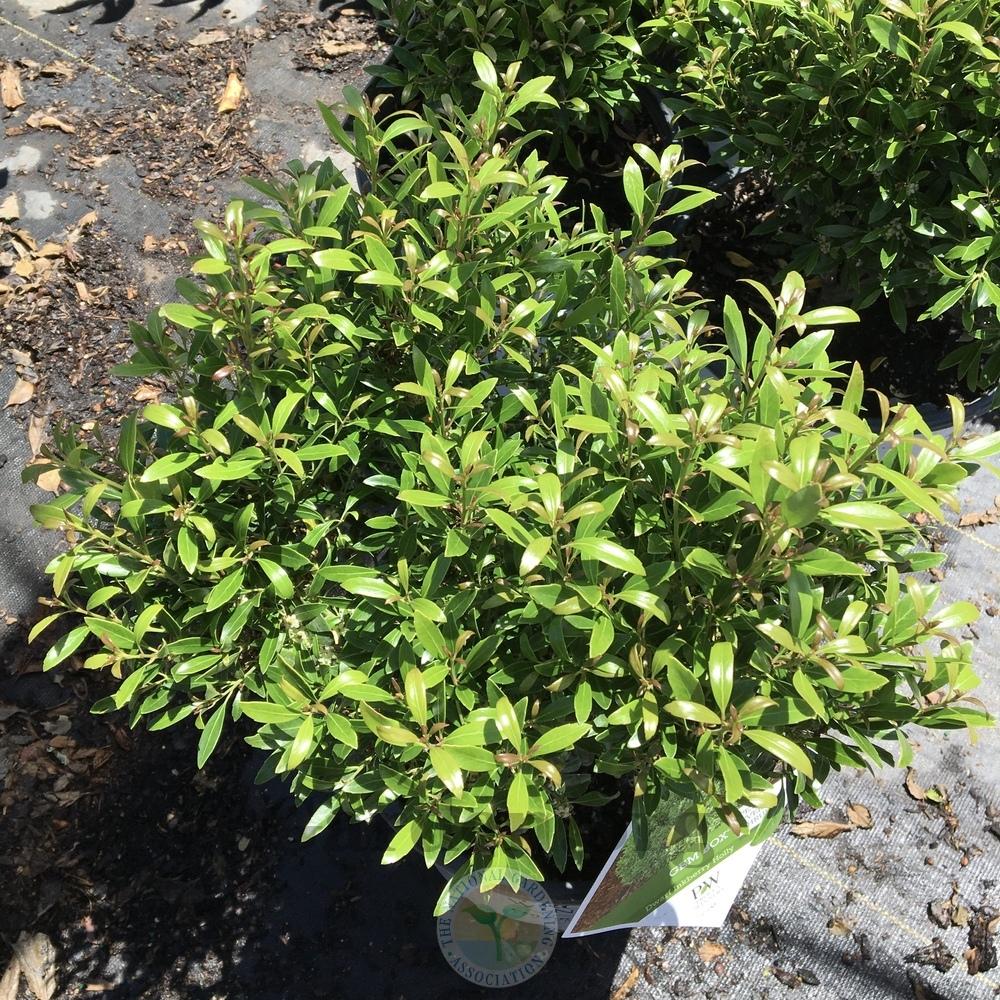 Inkberry (Ilex glabra Gem Box®) in the Ilex Database - Garden.org