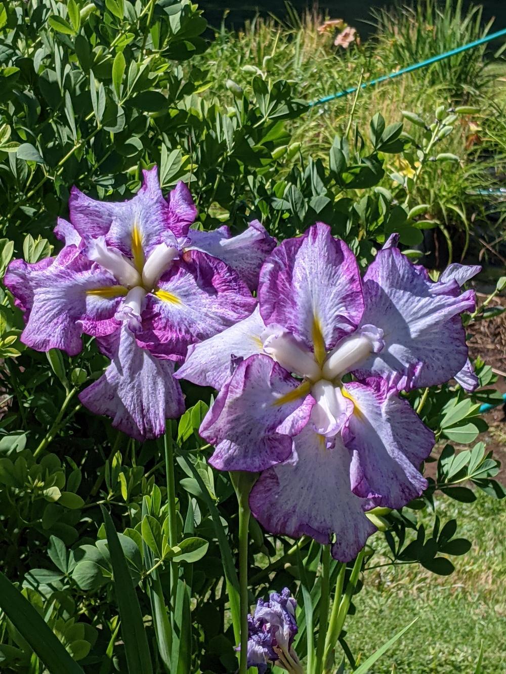 Japanese Iris (Iris ensata 'Stippled Ripples') in the Irises Database ...