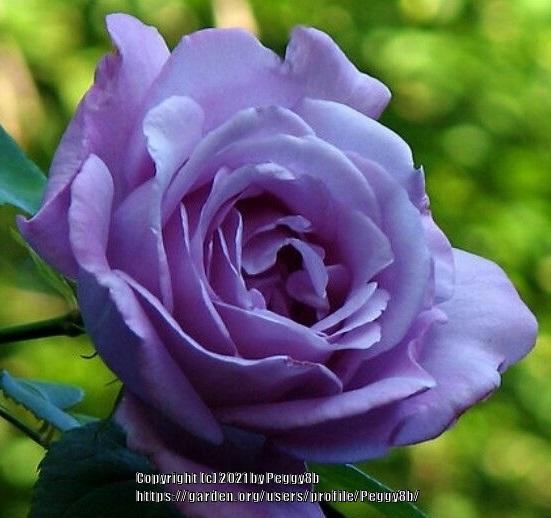 Most consistent lavender-colored rose in the Roses forum - Garden.org