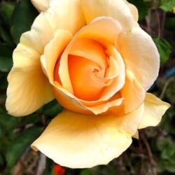 Rose (Rosa 'Lucille Ball') in the Roses Database - Garden.org