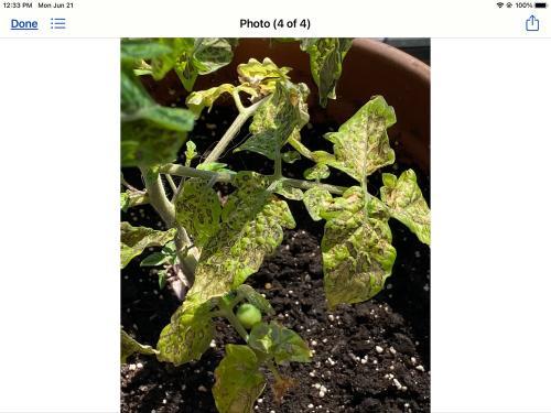 Mottled leaves tomato plants in the Ask a Question forum - Garden.org