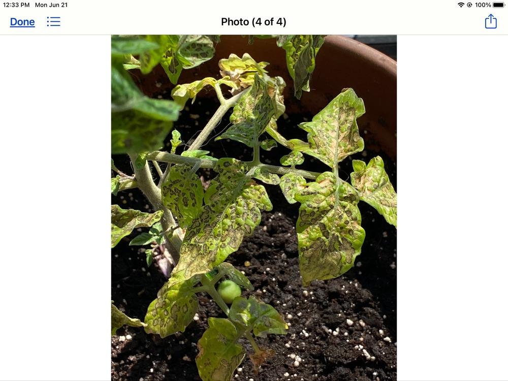 Mottled leaves tomato plants in the Ask a Question forum - Garden.org