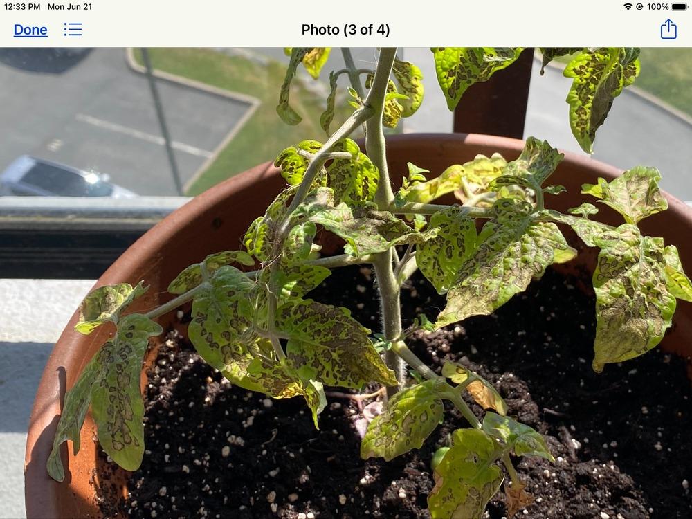 Mottled leaves tomato plants in the Ask a Question forum - Garden.org