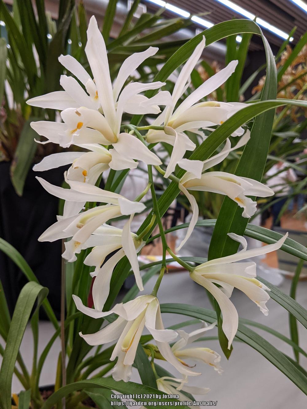 Orchid (Cymbidium Floreat Eagland) - Garden.org