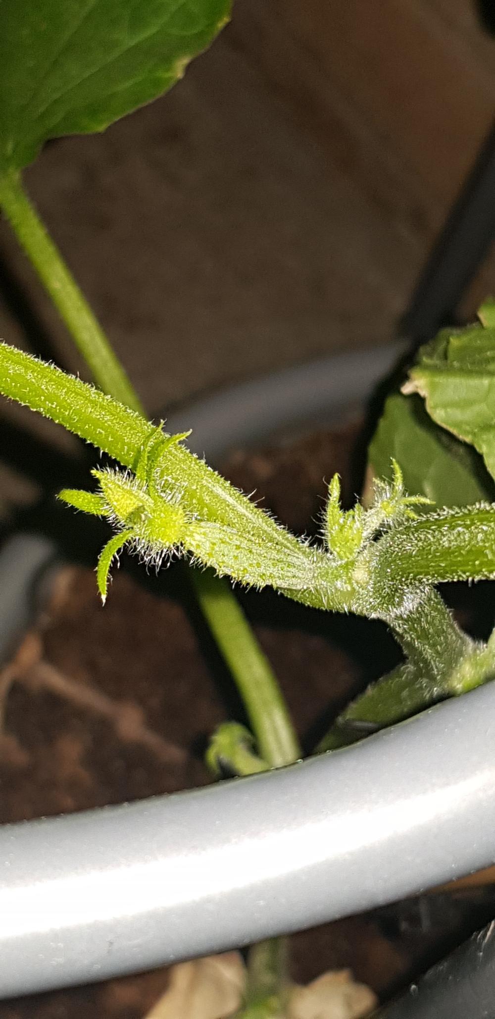 Over shooting on Cucumber plant in the Ask a Question forum - Garden.org