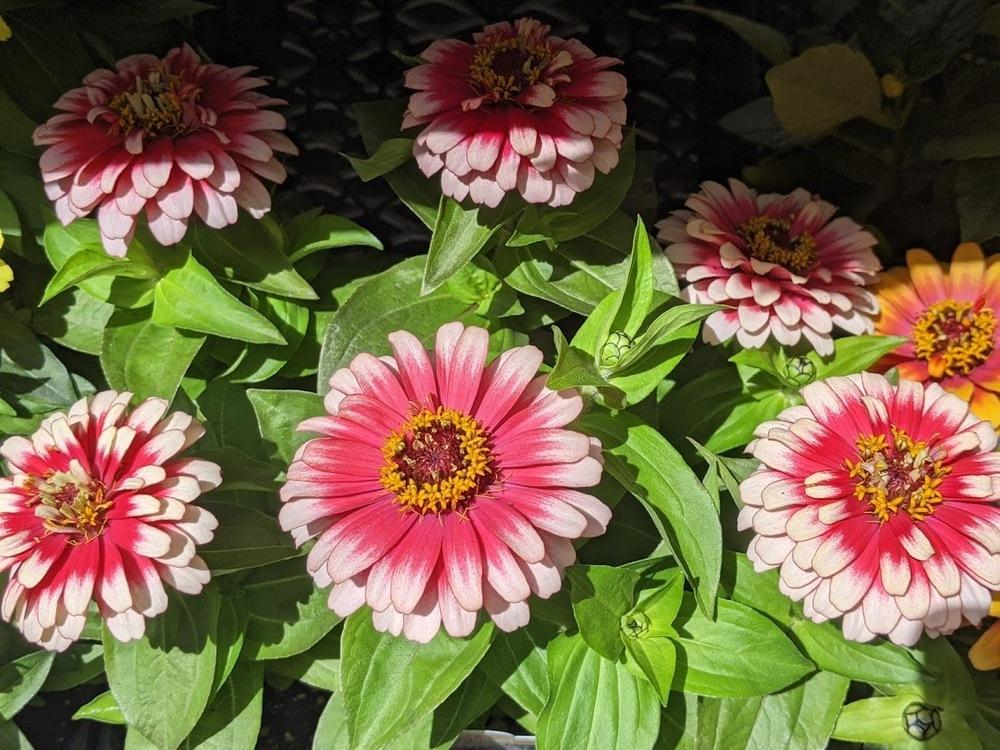 Photo of the entire plant of Zinnia 'Swizzle Cherry and Ivory' posted ...
