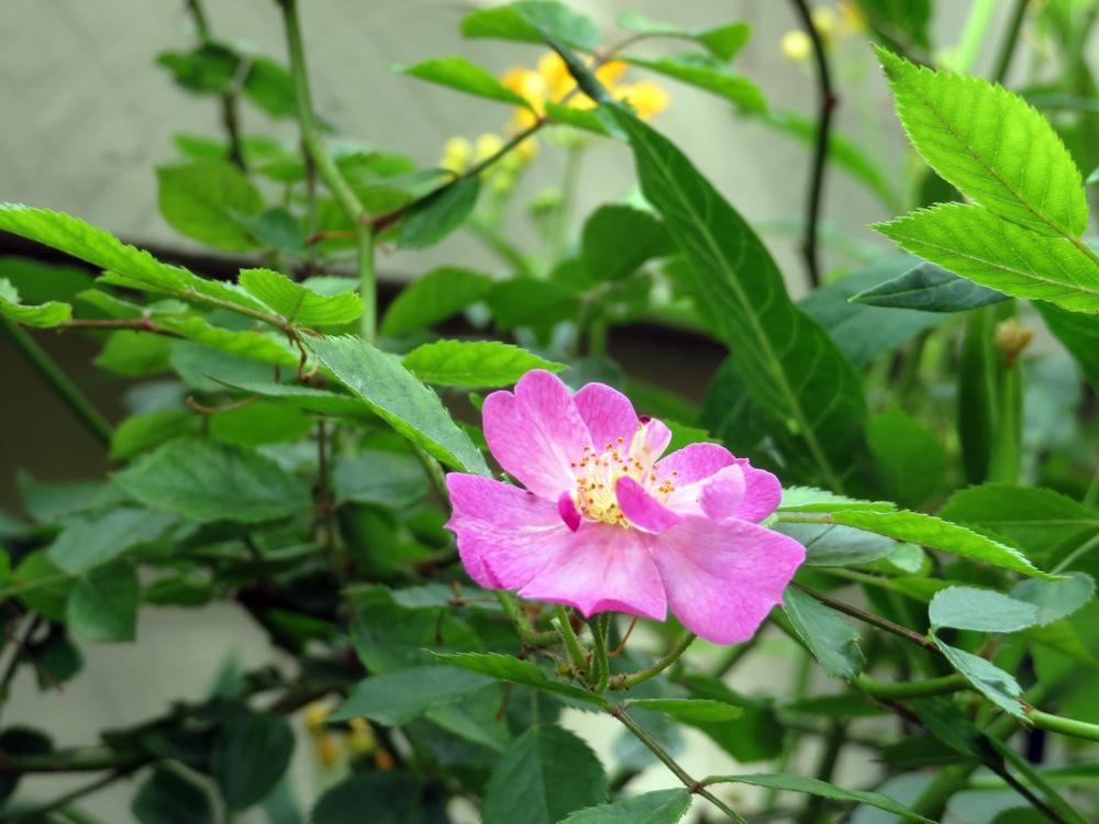 Photo of the bloom of Rose (Rosa 'Robin Hood') posted by JulieB ...
