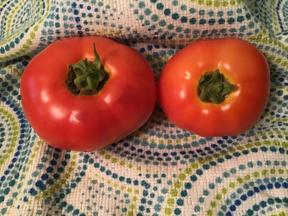 Photo of the fruit of Tomato (Solanum lycopersicum 'Mountain Pride ...