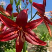 Lily (Lilium 'Red Velvet') in the Lilies Database - Garden.org