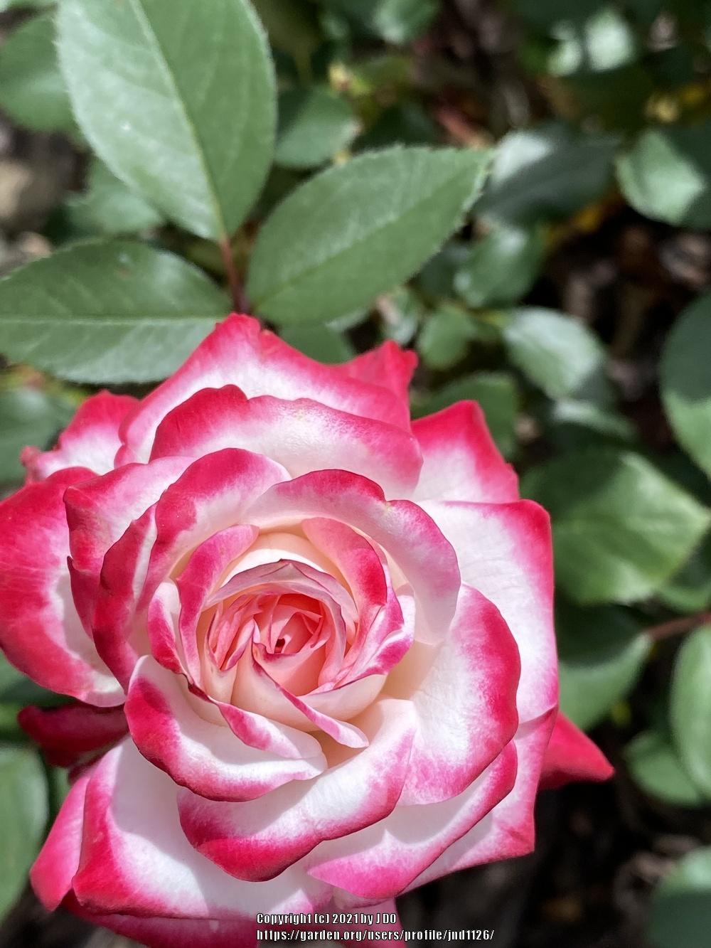 Photo of the bloom of Rose (Rosa 'Grace N' Grit Pink BiColor') posted ...