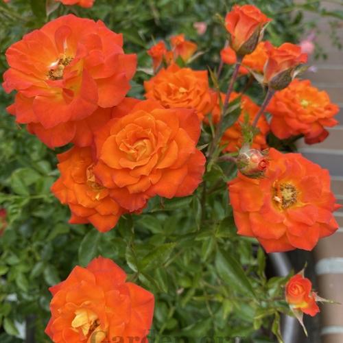 Rose (Rosa 'Mandarin Sunblaze') in the Roses Database - Garden.org