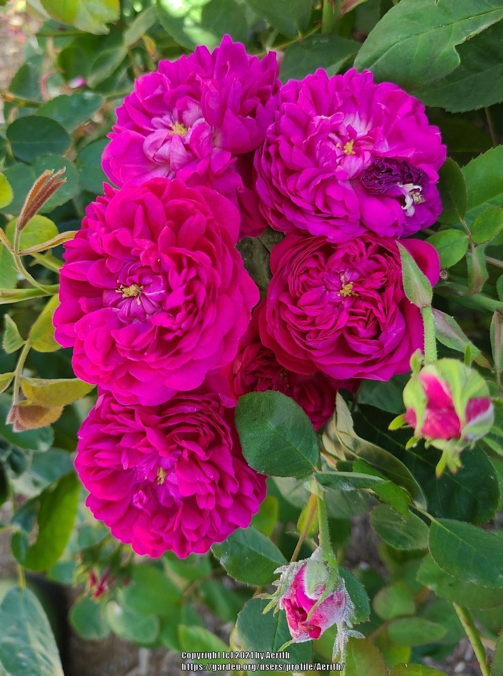 Photo of the bloom of Portland Rose (Rosa 'Rose de Rescht') posted by ...