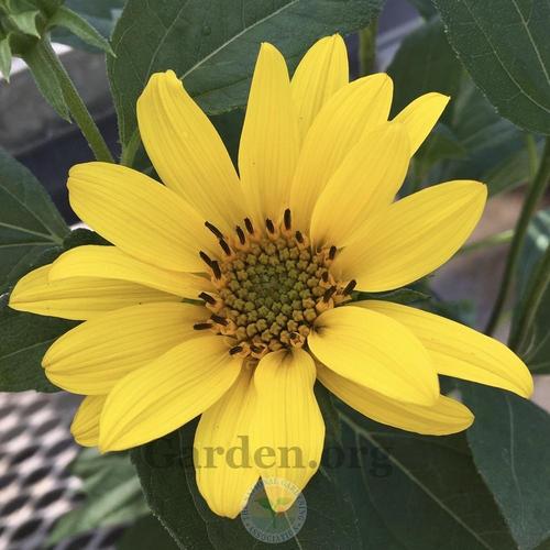 Sunflower (Helianthus SunCatcher®) - Garden.org