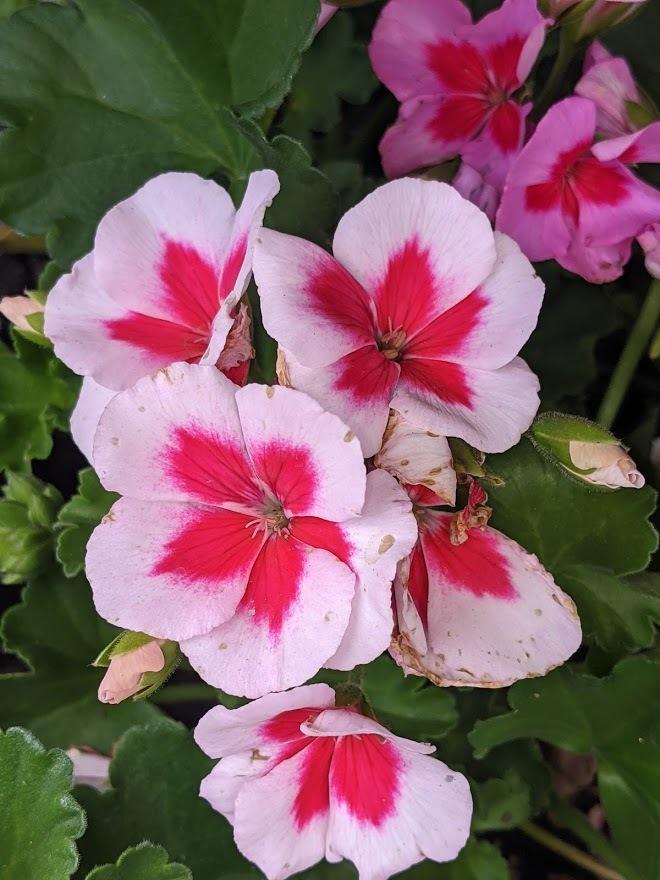 Pelargonium (Pelargonium x hortorum Sunrise™ White+Eye) in the ...