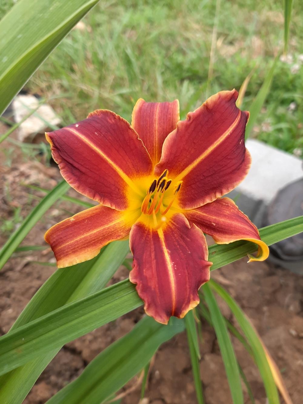 Daylily (Hemerocallis EveryDaylily® Red Ribs) in the Daylilies Database ...