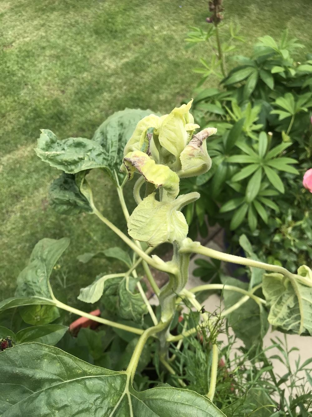 Sunflower stems distorted in the Ask a Question forum - Garden.org