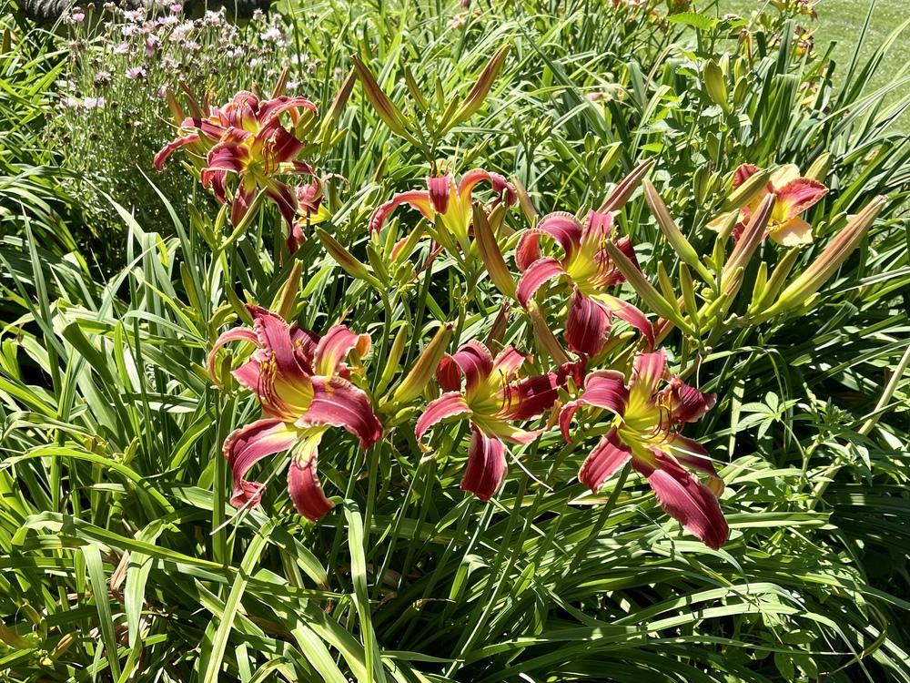 Daylily (Hemerocallis 'Little Miss Ribbons') in the Daylilies Database - Garden.org