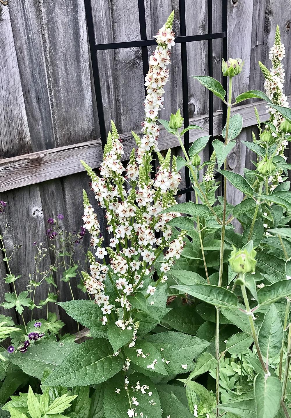 Photo of the entire plant of Mullein (Verbascum chaixii 'Wedding ...