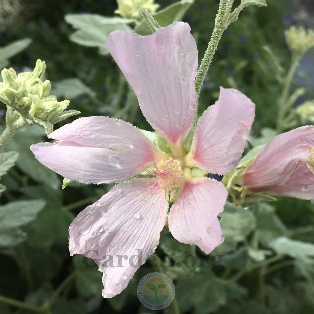 Photo of the bloom of Tree Mallow (Malva 'Silver Barnsley') posted by ...