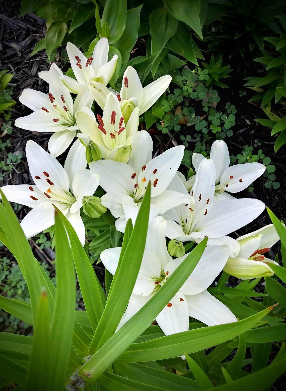 Lily (Lilium Lily Looks™ Tiny Crystal) in the Lilies Database - Garden.org