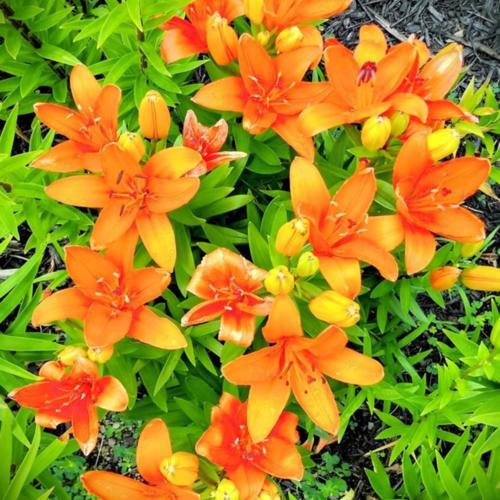 Lily (Lilium Lily Looks™ Tiny Hero) in the Lilies Database - Garden.org