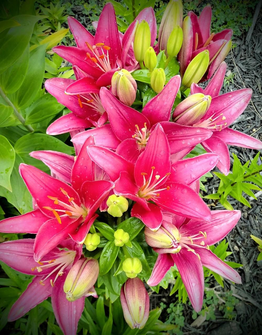 Photo of the entire plant of Dwarf Asiatic Lily (Lilium Lily Looks ...