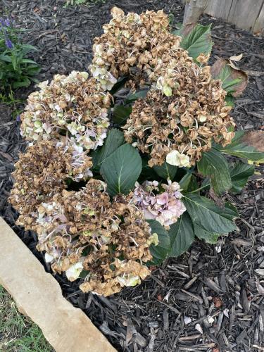 Central Oklahoma Hydrangea burn in the Ask a Question forum - Garden.org