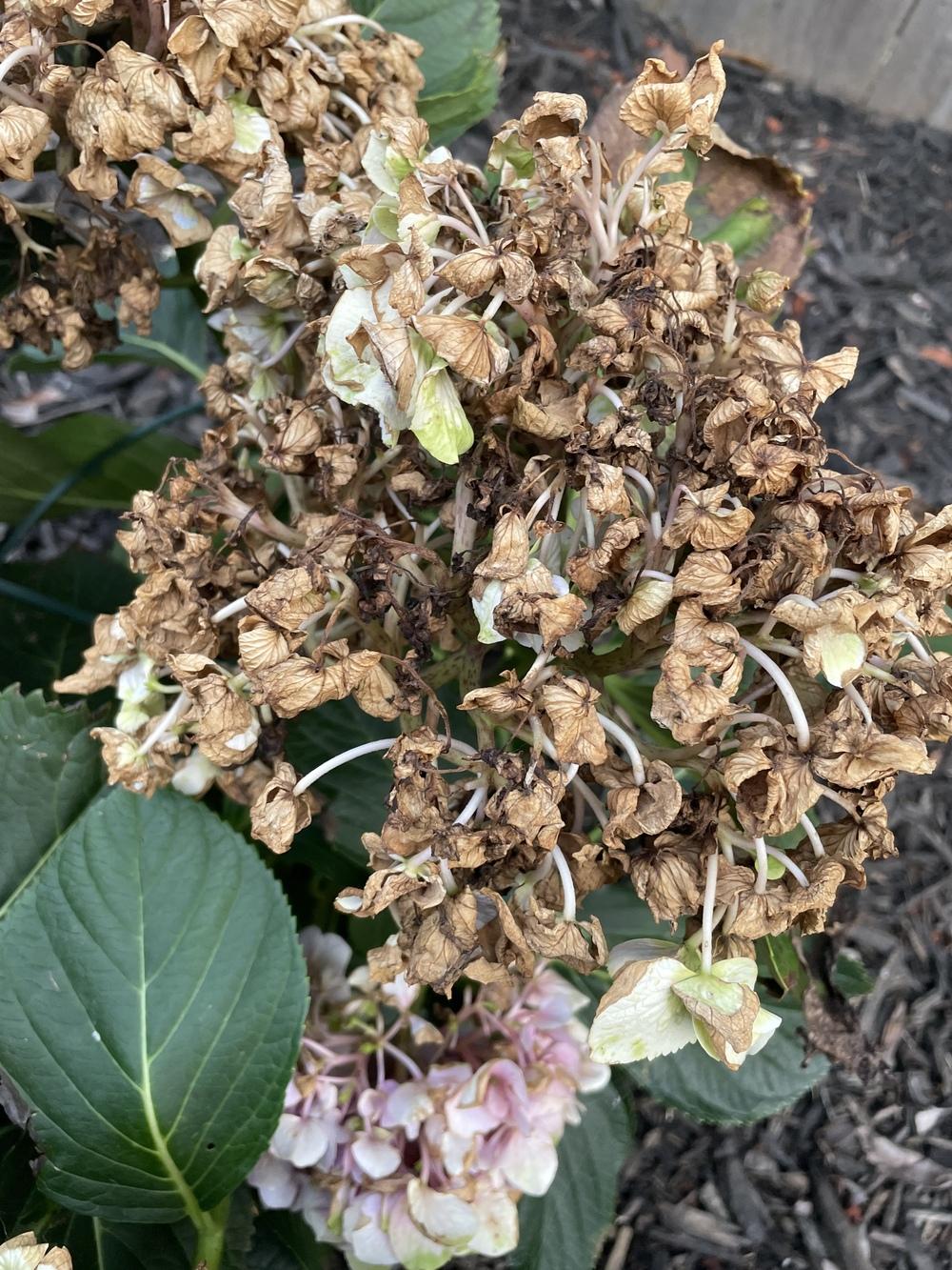Central Oklahoma Hydrangea burn in the Ask a Question forum - Garden.org