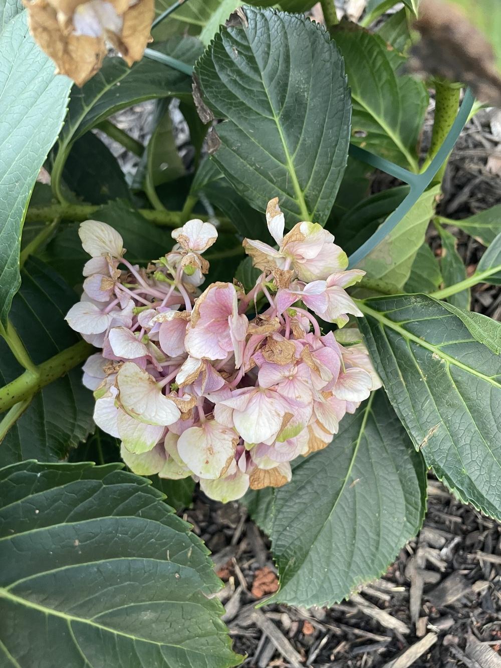 Central Oklahoma Hydrangea burn in the Ask a Question forum - Garden.org