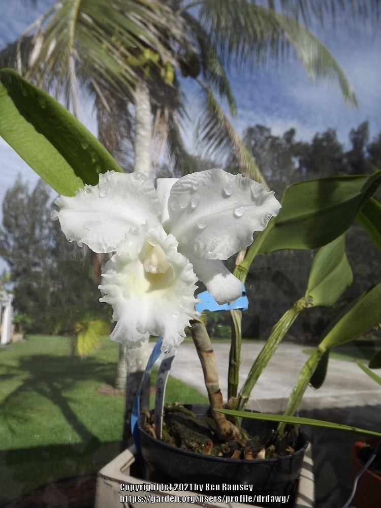 Orchid (Cattleya White Reception 'NN') - Garden.org