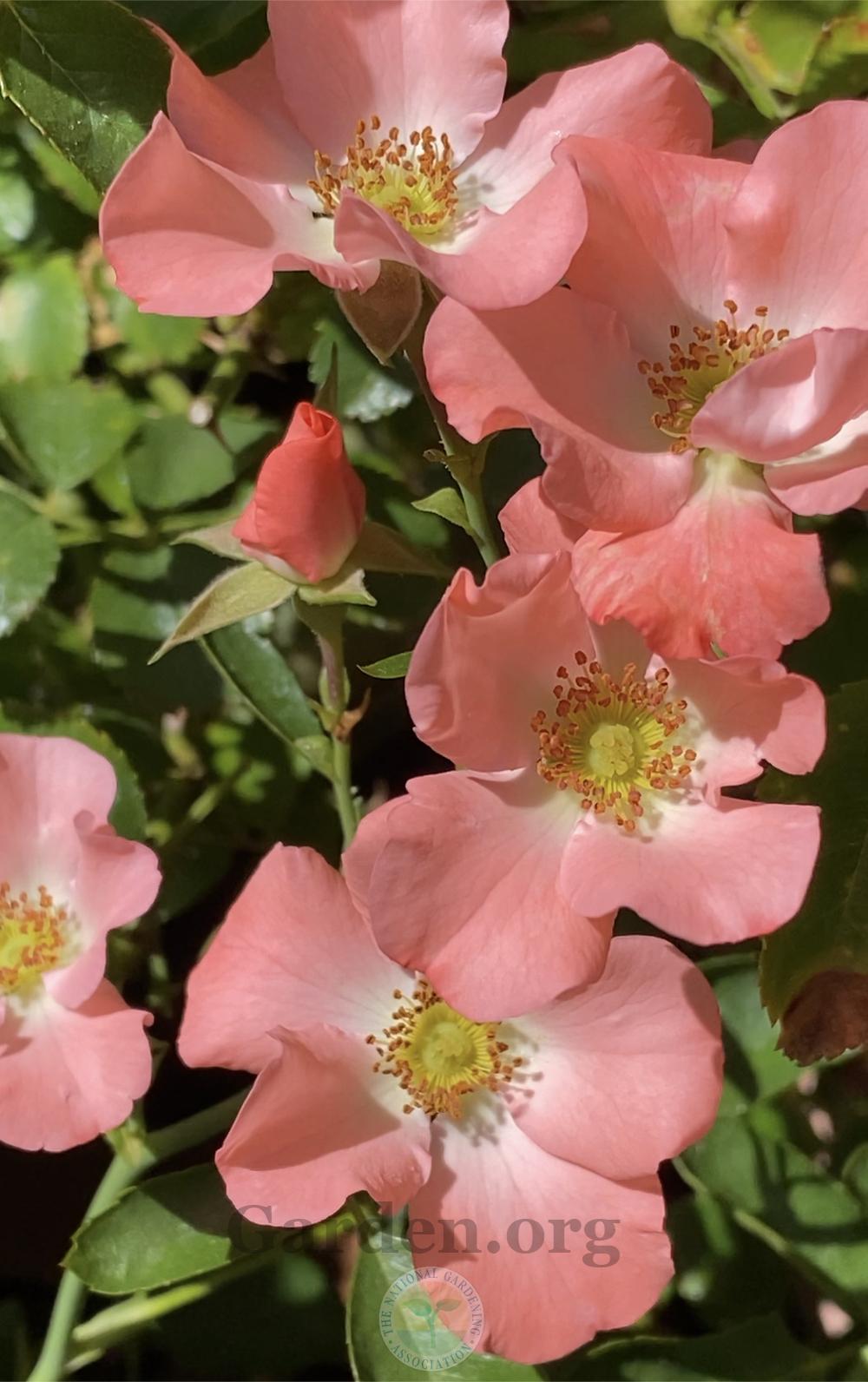 Groundcover Rose (Rosa 'Flower Carpet Coral') in the Roses Database ...
