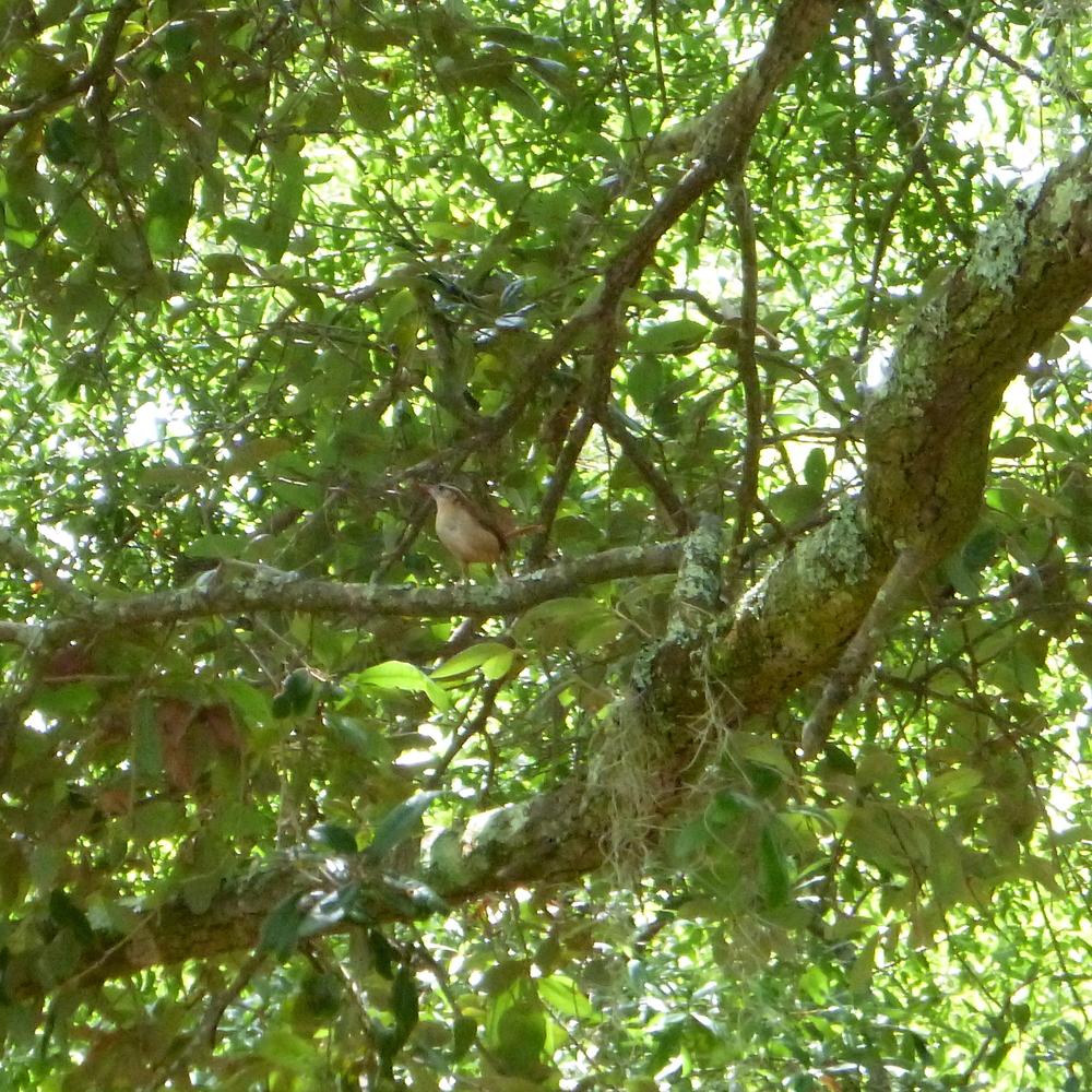 Photo of the stem, scape, stalk or bark of Live Oak (Quercus virginiana ...