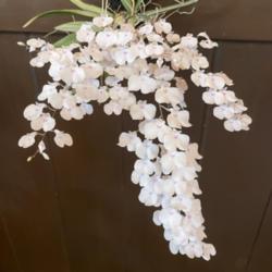 Photo of the bloom of Delicate Violet Orchid (Ionopsis utricularioides ...