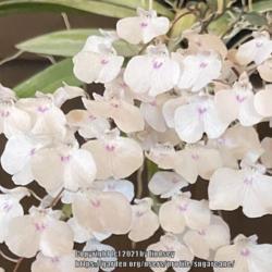 Photo of the bloom of Delicate Violet Orchid (Ionopsis utricularioides ...