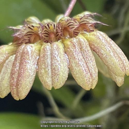 Orchid (Bulbophyllum roxburghii) - Garden.org
