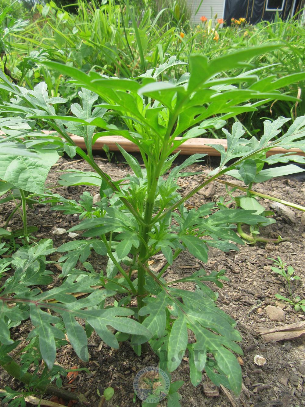 Is this cosmos? or a weed? in the Plant ID forum - Garden.org