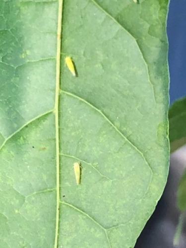 Infestation in my maple tree in the Pests and Diseases forum - Garden.org