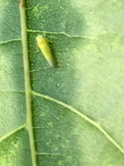 Infestation in my maple tree in the Pests and Diseases forum - Garden.org