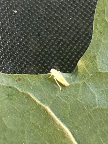 Infestation in my maple tree in the Pests and Diseases forum - Garden.org