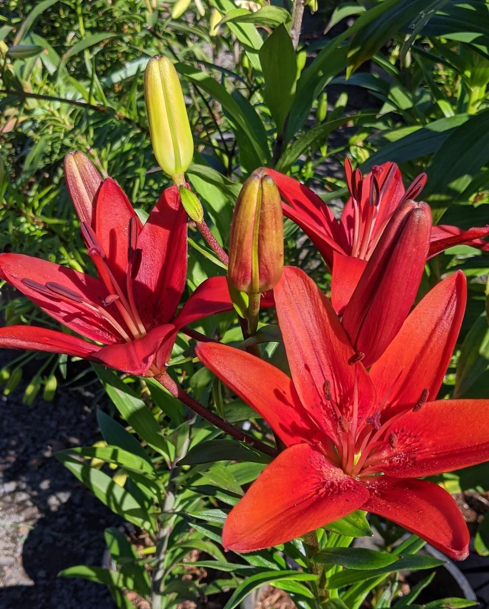 Photo of the bloom of Lily (Lilium 'Red Sensation') posted by Joy ...