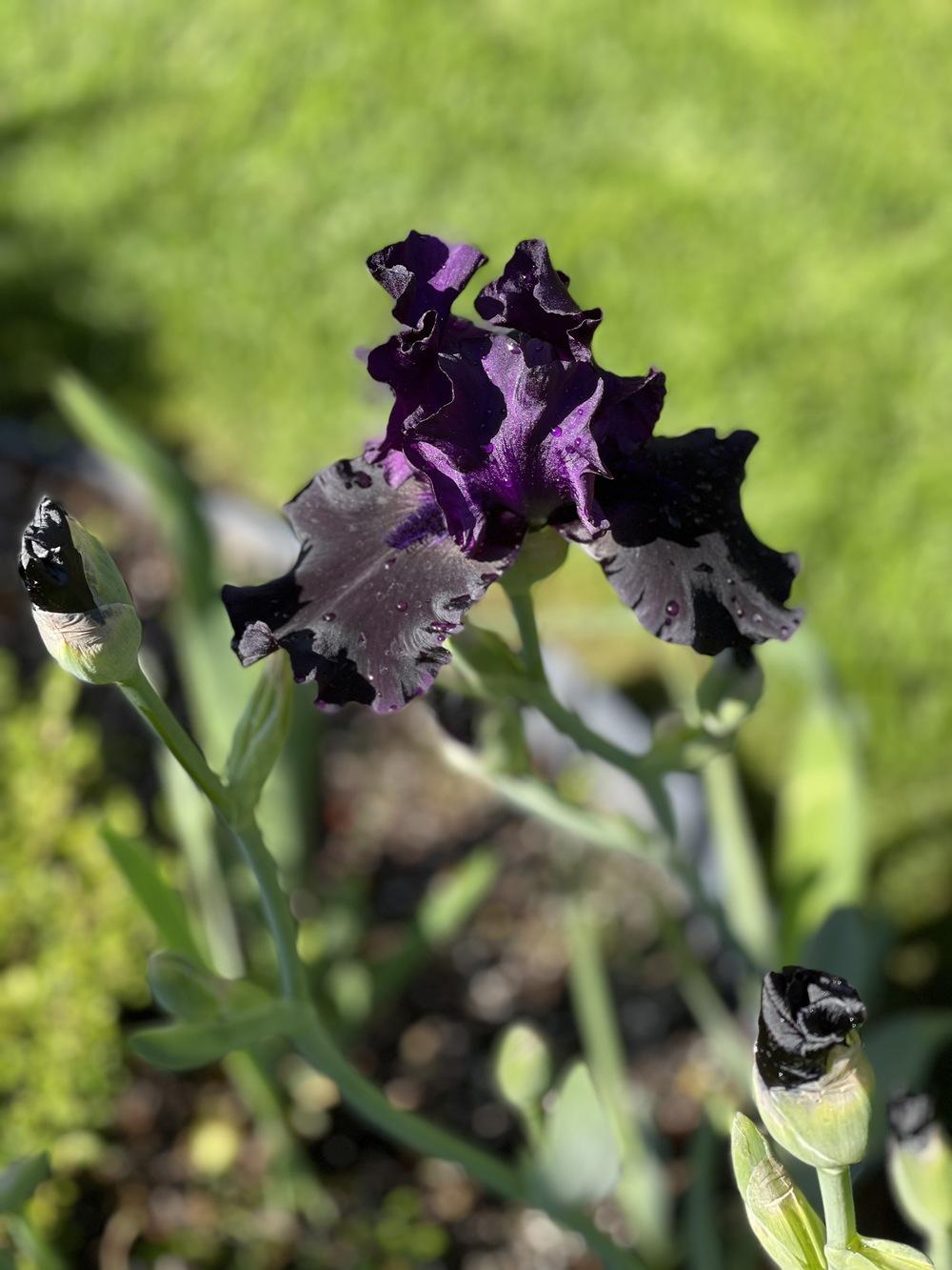 Tall Bearded Iris (Iris 'Perfect Pitch') in the Irises Database ...
