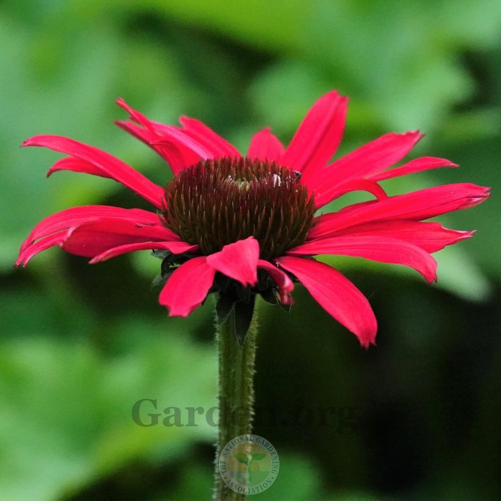 Coneflower (Echinacea Evolution Embers™ Fever) in the Coneflowers ...