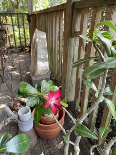 Hello from Willinator, I have grown various plants in my gardens in the ...