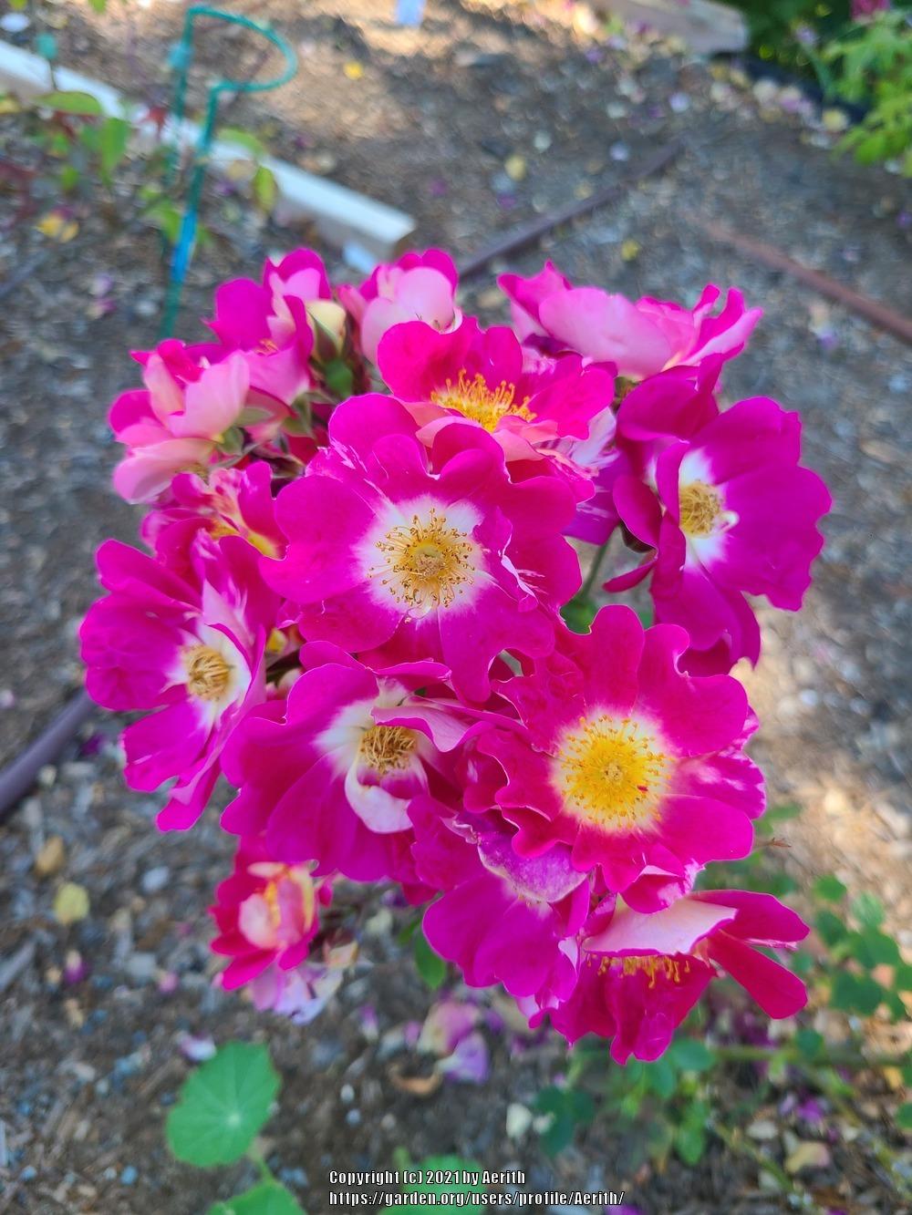 Rose (Rosa 'Ralph's Creeper') in the Roses Database - Garden.org